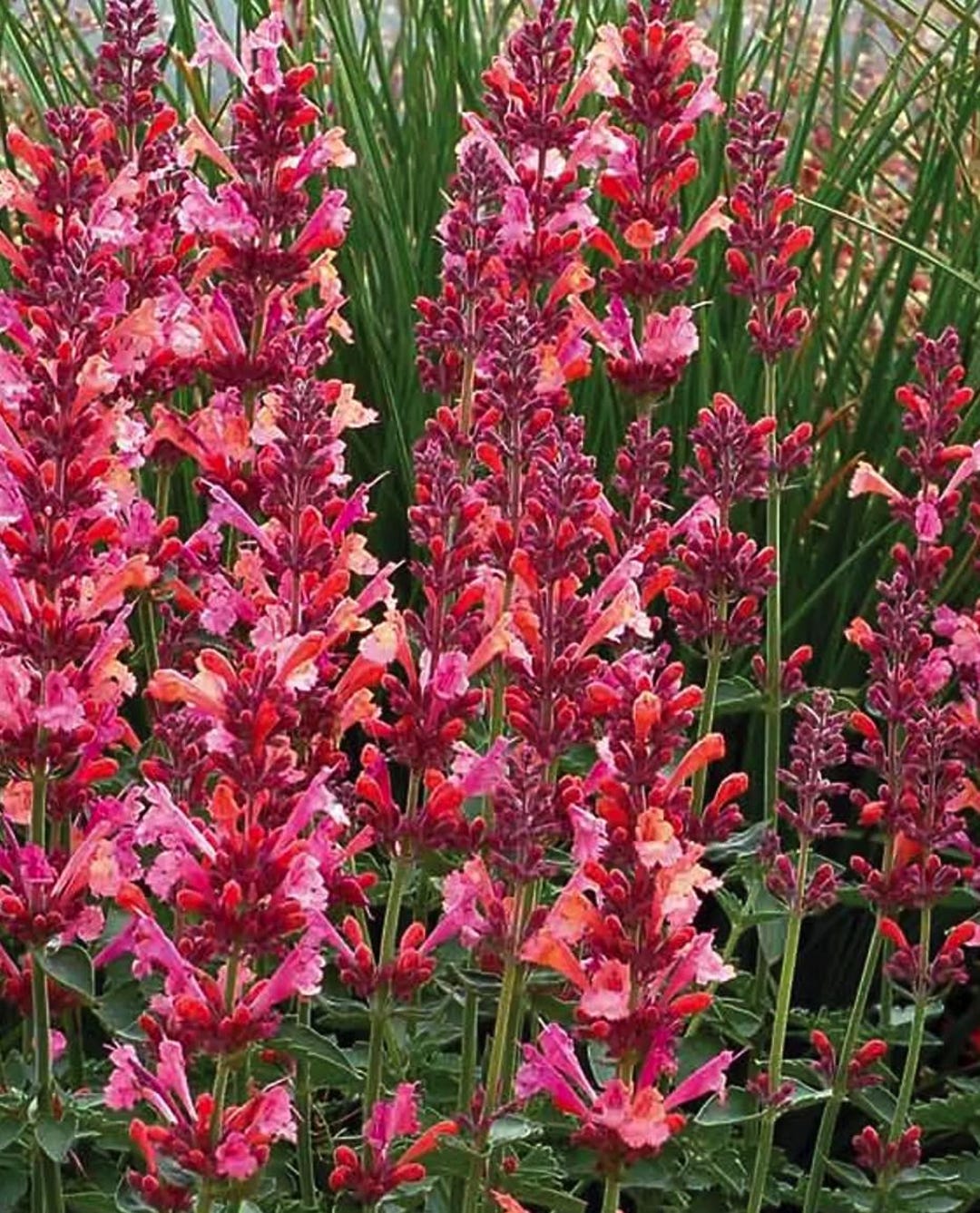 3 Agastache Kudos Coral Anise Hyssop Perennials. Stunning Colors. Super ...