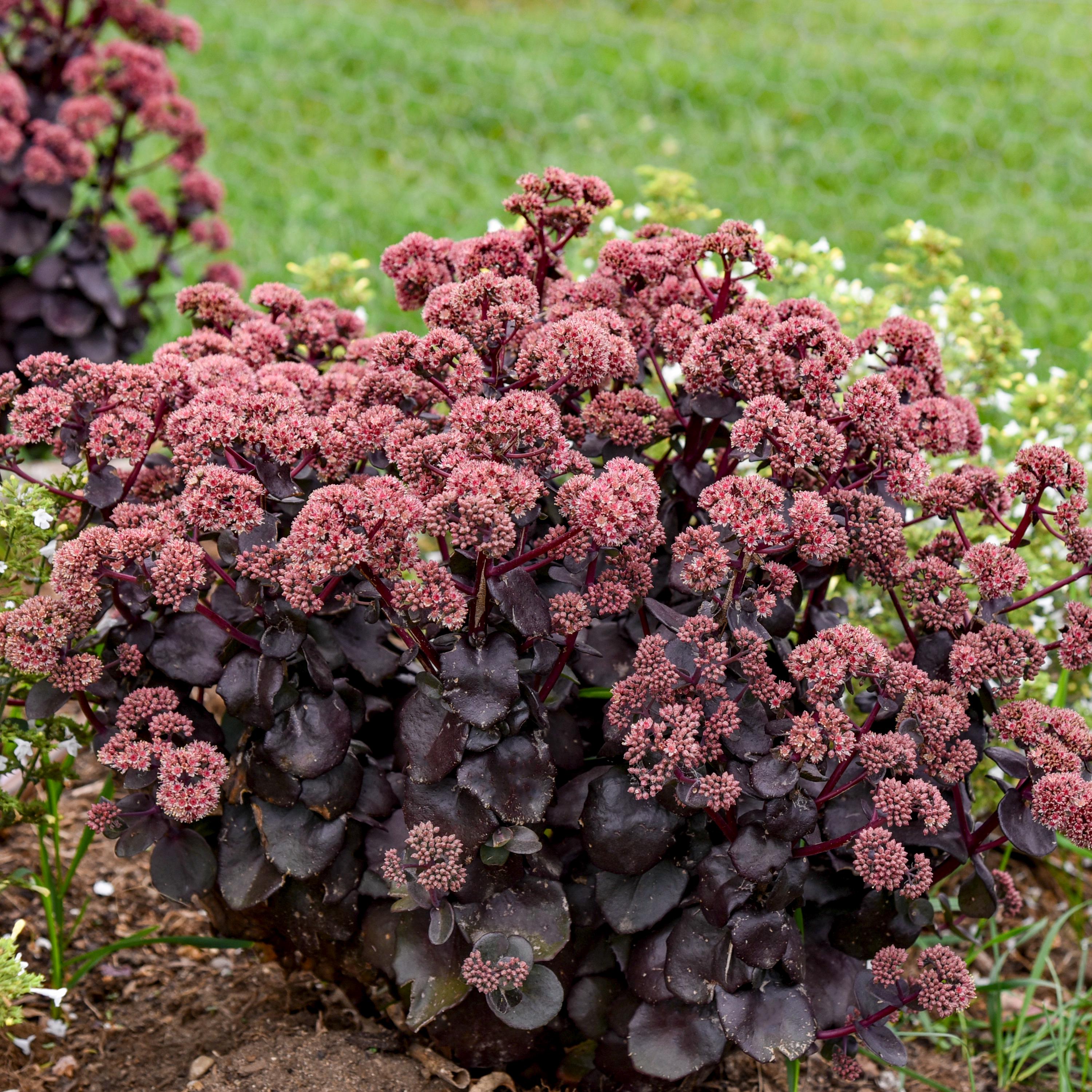 Sedum Night Embers Perennial Succulent. Super Healthy and Ready to ...