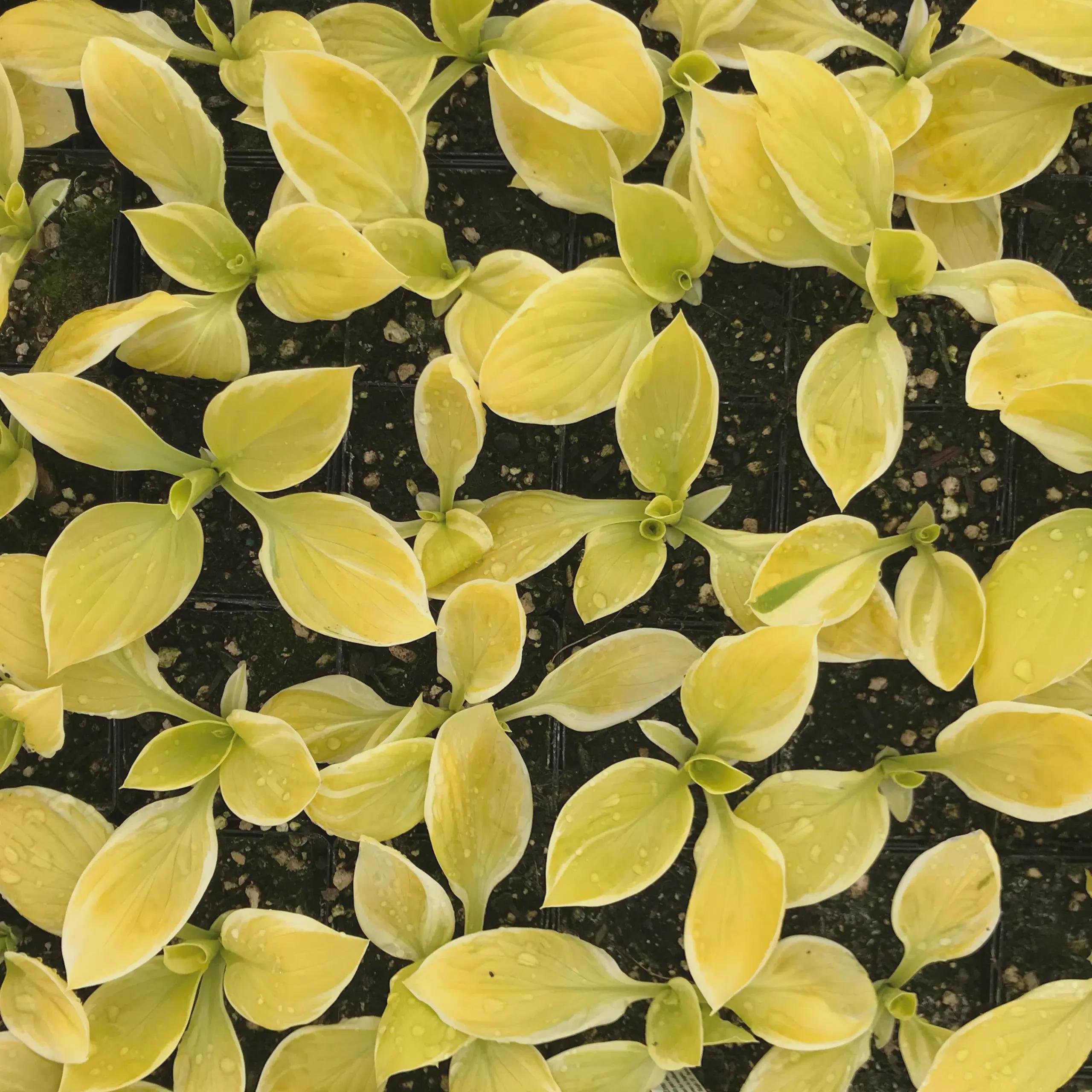 St. Elmo's Fire Starter Hosta. Beautiful Yellow Color. Great for Shady ...