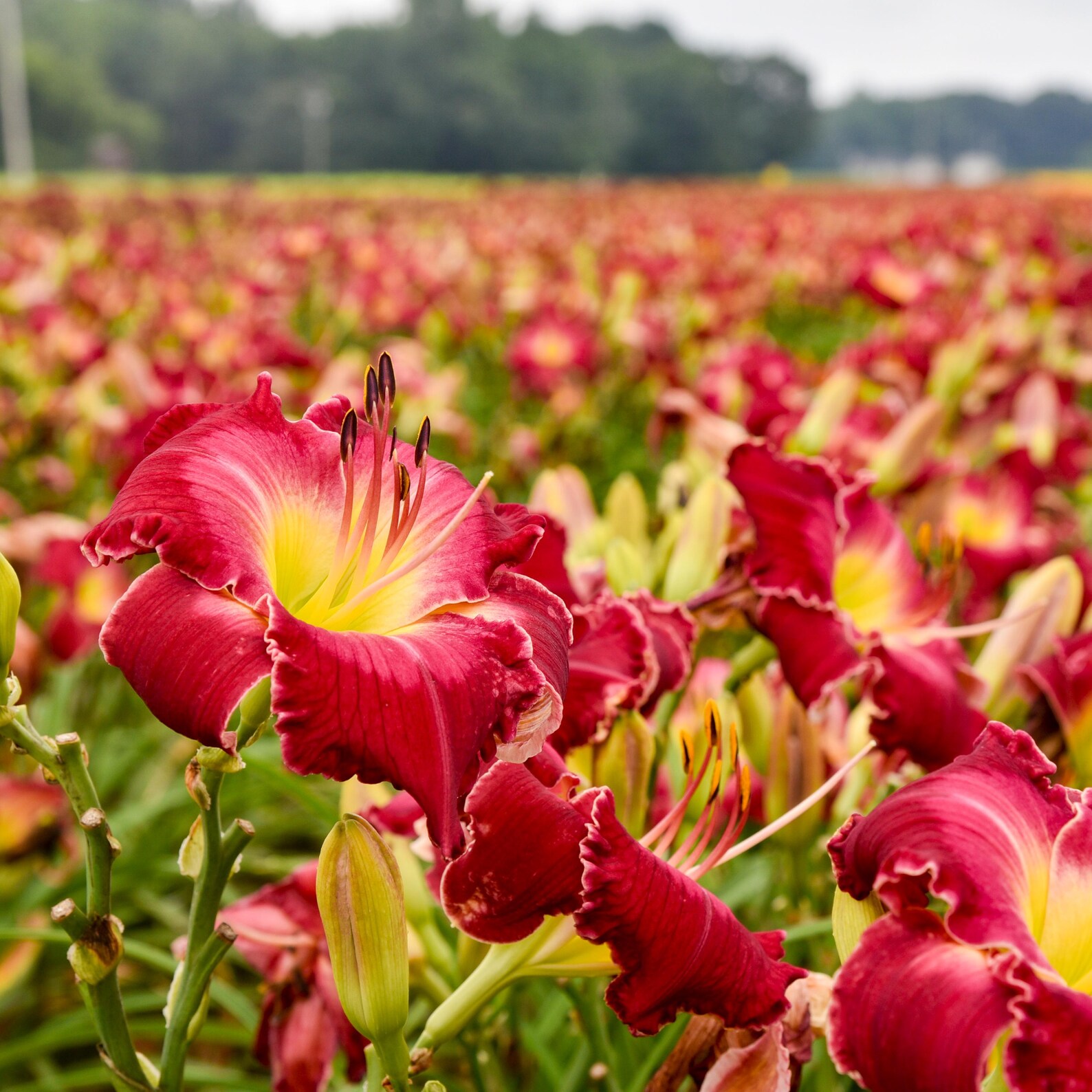 Blood Sweat and Tears Raspberry Daylily. Shipped Bareroot. Ready to ...