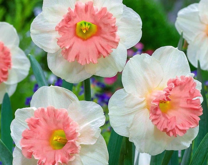 4 Pink Perennial Daffodil Bulbs. Perfect Time to Plant for Next Season ...