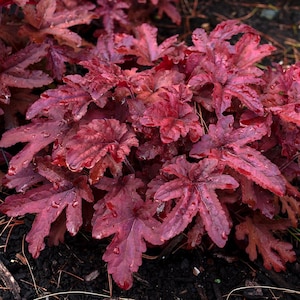 3 Heuchera RED Rover Live Starter Perennial Plants. Stunning Colors ...