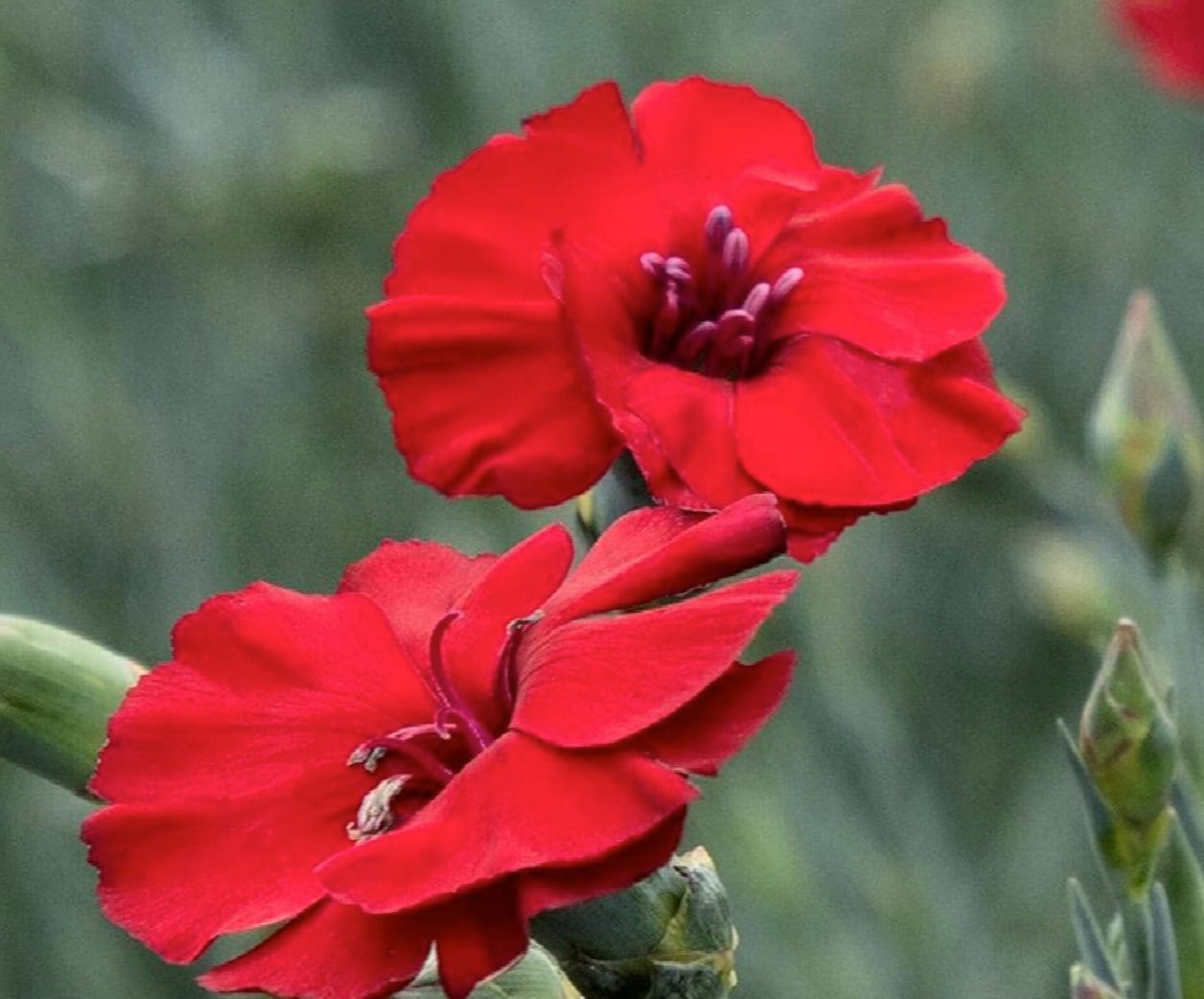3 Live Dianthus Cherry Pie Perennial Plants. Loves Sun. Easy to Grow ...