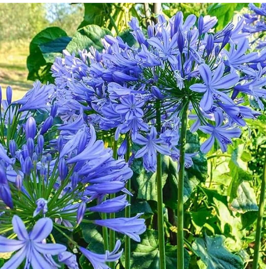 5 Blue Agapanthus. Super Healthy Roots. Stunning Sky Blue Color. Super ...