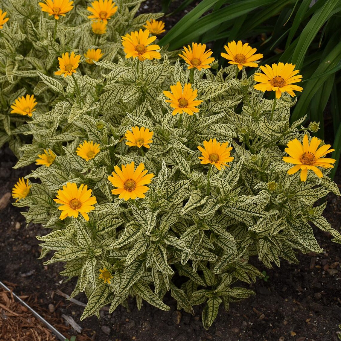 Heliopsis Helianthoides Var. Scabra 'sunstruct' Perennial False ...