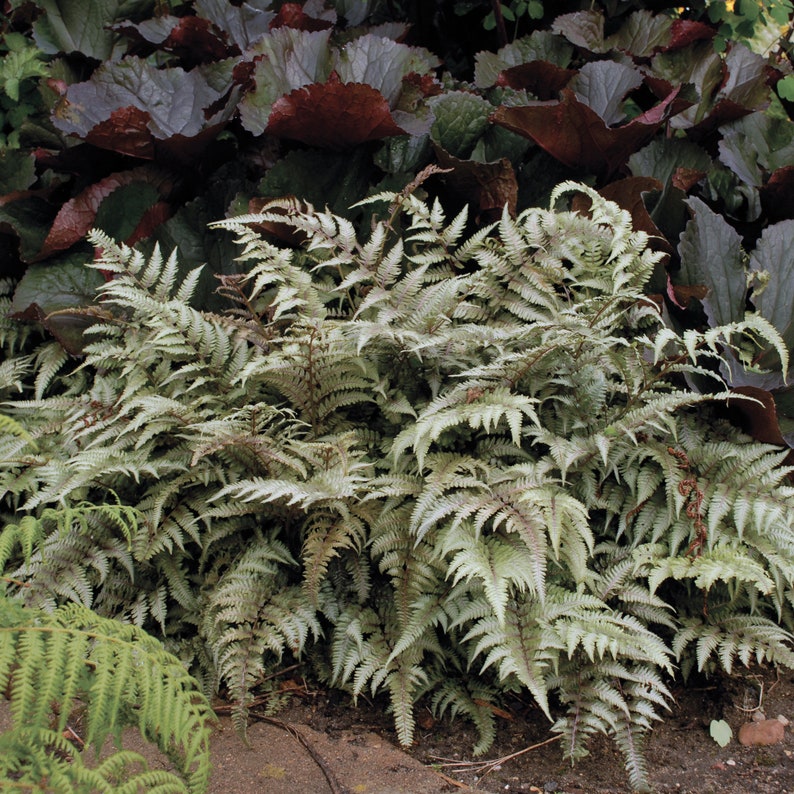 Athyrium Niponicum 'pictum' Live Japanese Painted Fern Perennial. Cool ...