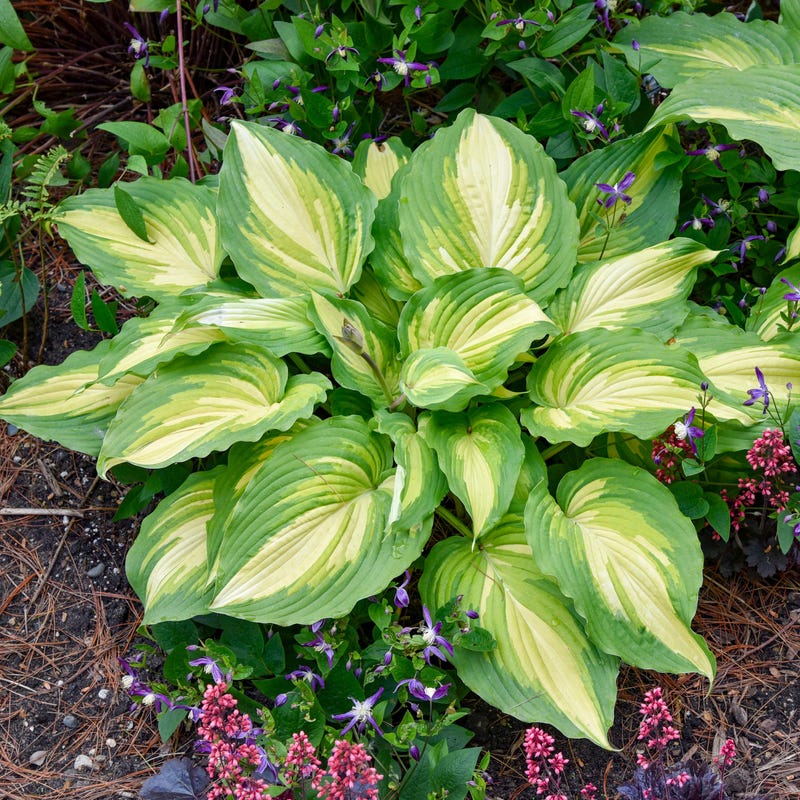 Purple Hosta Plant - Etsy