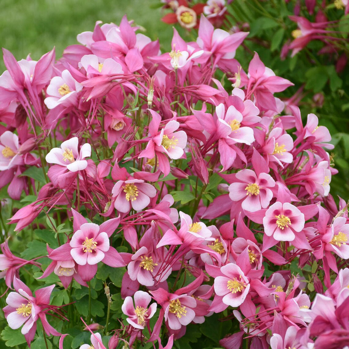 2 Live Cardinal Columbine Perennial Plants. Aquilegia. Super - Etsy