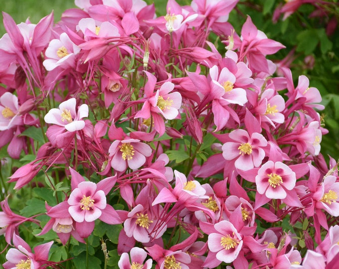 2 Live Cardinal Columbine Perennial Plants. Aquilegia. Super Healthy ...