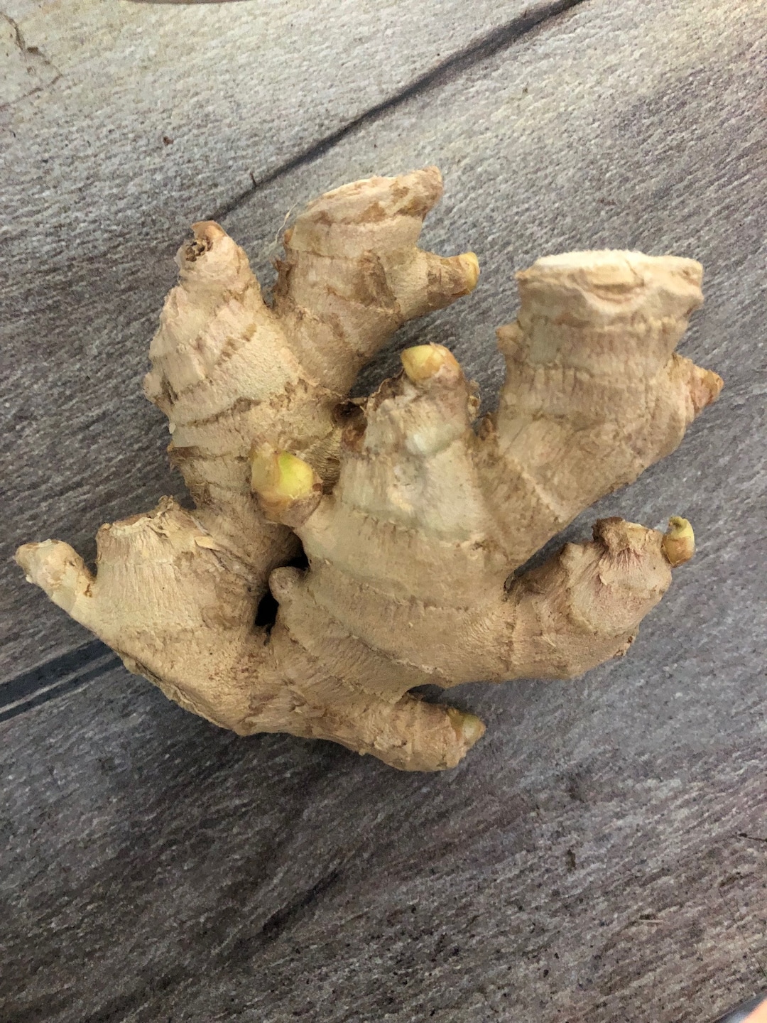 Huge Ginger Bulb as Shown. Ready to Plant or Use. Loves Sun. Easy to ...