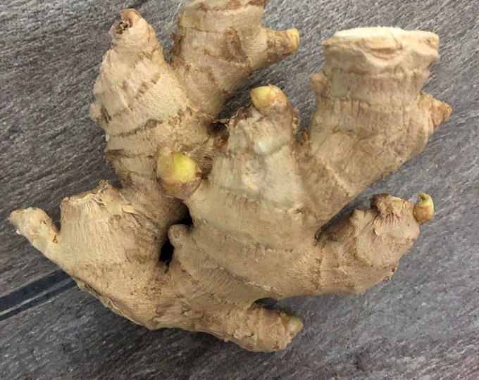 5 Rare Nectaroscordum Siculum Mediterranean Bells Hardy Flowering ...