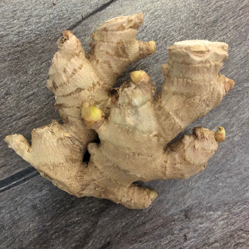 Ginger Plants - Etsy