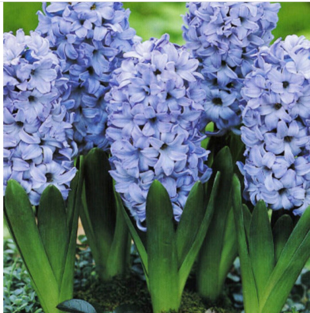 3 Jumbo Delft Blue Hyacinth Perennial Bulb Collection. Perfect Time to ...