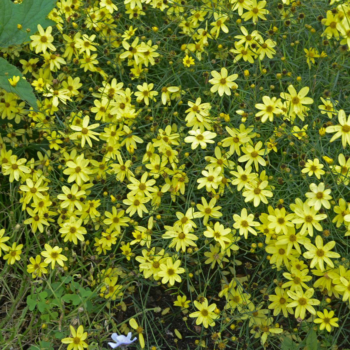 2 Live Coreopsis Moonbeam Starter Loves Sun. Super Easy to Grow ...