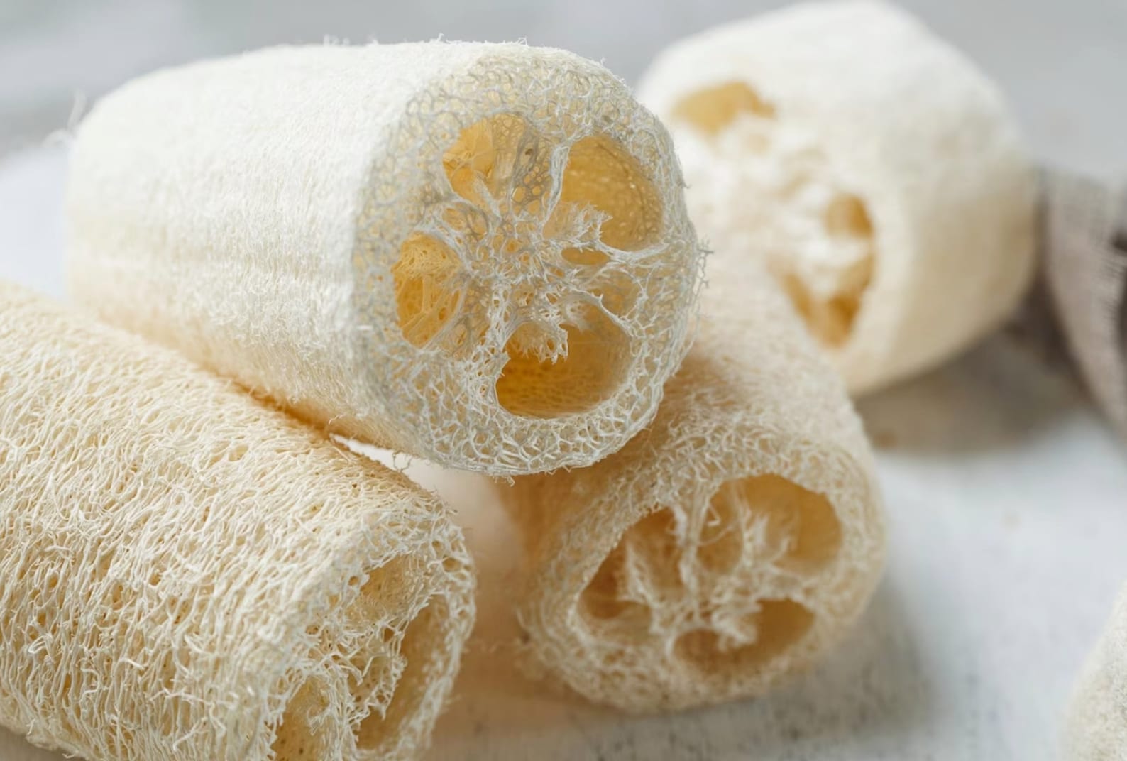 8 LUFFA Sponge Seeds. Grow Your Own Sponge. Ships Today - Etsy