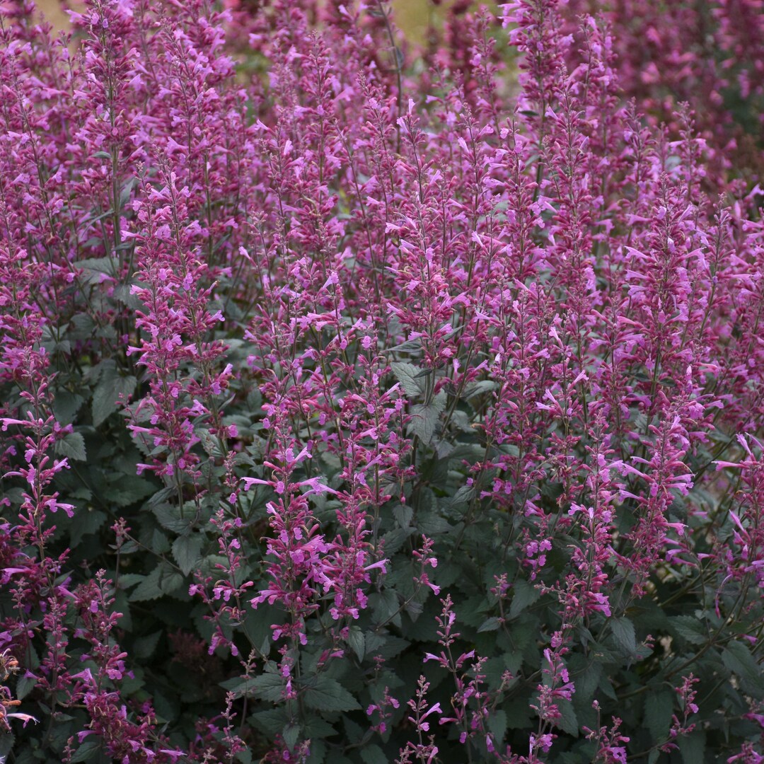 3 Agastache Royal Raspberry Anise Hyssop Perennial Plant Hummingbird ...