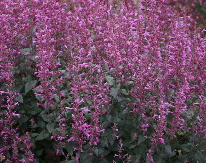 3 Agastache Royal Raspberry Anise Hyssop Perennial Plant Hummingbird ...
