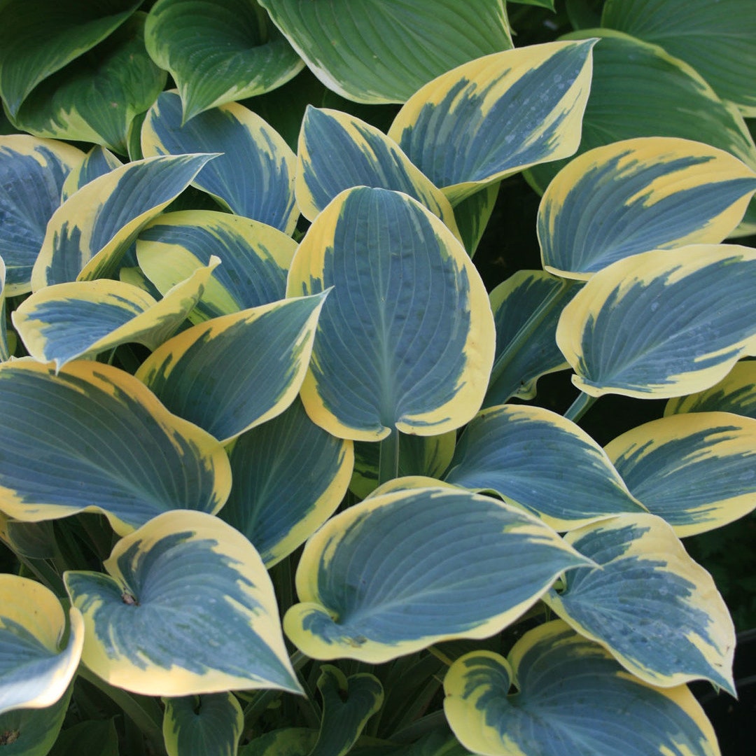 First Frost Live Perennial Hosta. Easy to Grow. Attracts Butterflies ...
