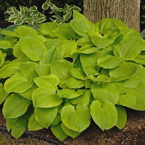 2 August Moon Starter Hostas. Beautiful Yellow Color. Great for Shady ...