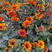 2 Heliopsis Bleeding Heart Perennials False Sunflower.stunning Color ...