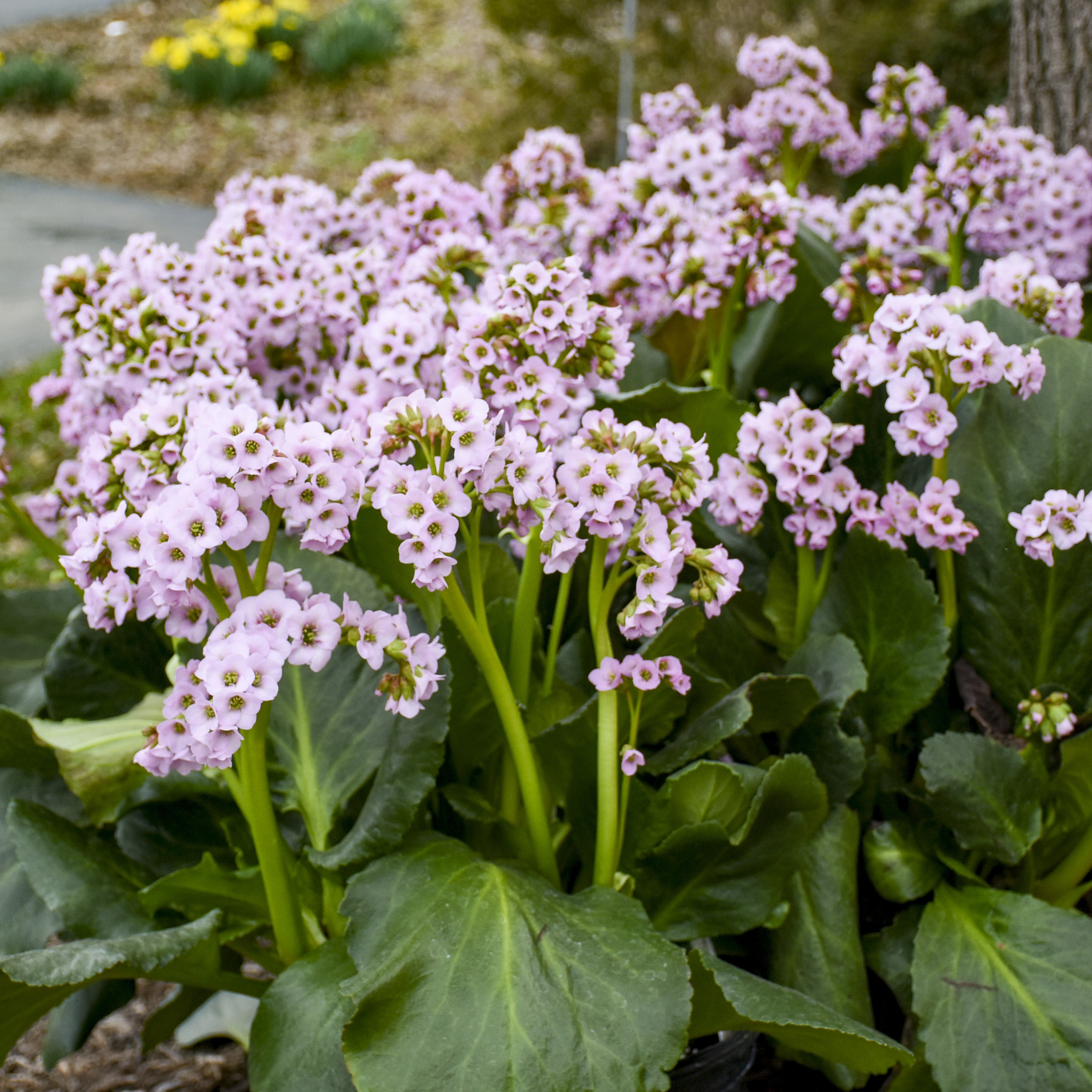 White Bergenia