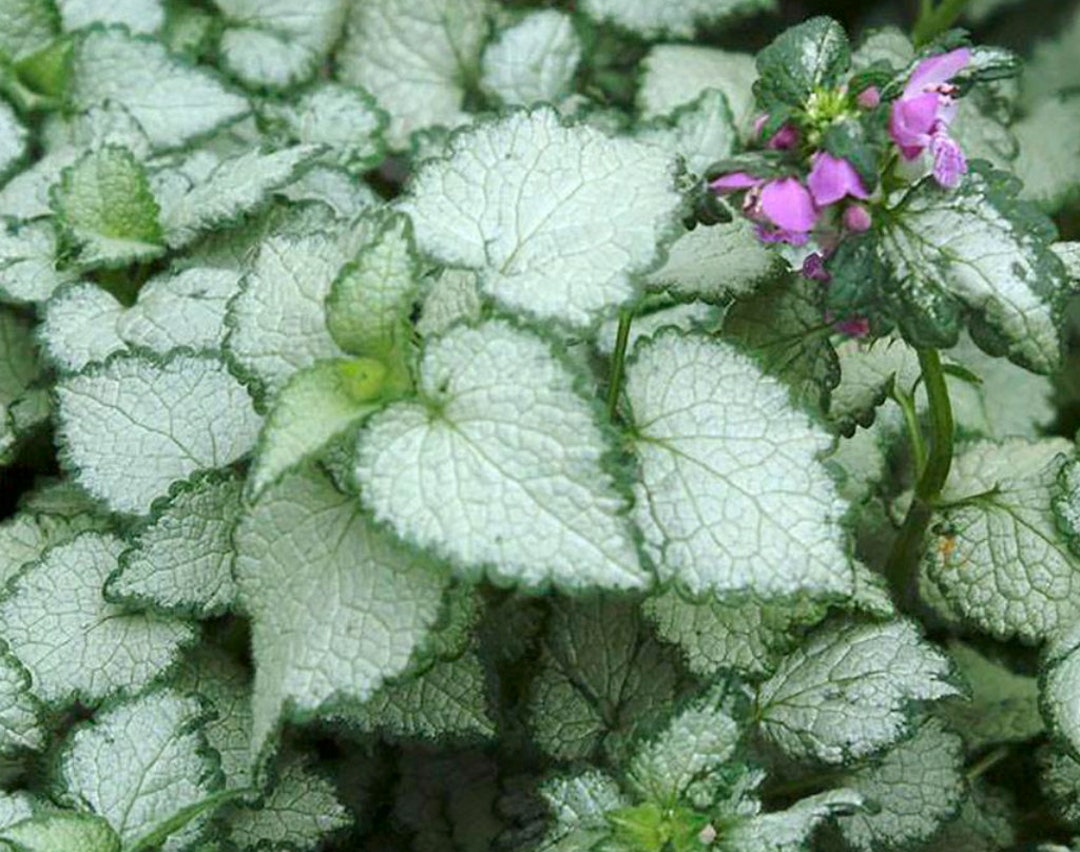 5 Live Beacon Silver Dead Nettle Lamium Maculatum 'beacon Silver ...