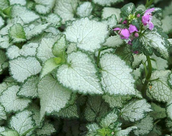 Lamium Maculatum Beacon Silver
