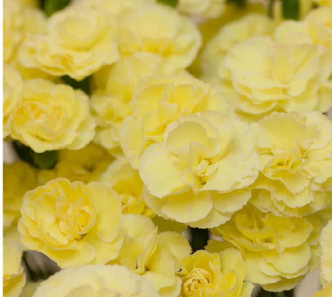 4 Lovely Dianthus Yellow Bling Bling Perennial Plants. Loves Sun. Easy ...