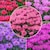 3 Salvia Nemorosa 'bumbleberry' Live Perennial Plants. Stunning Colors ...