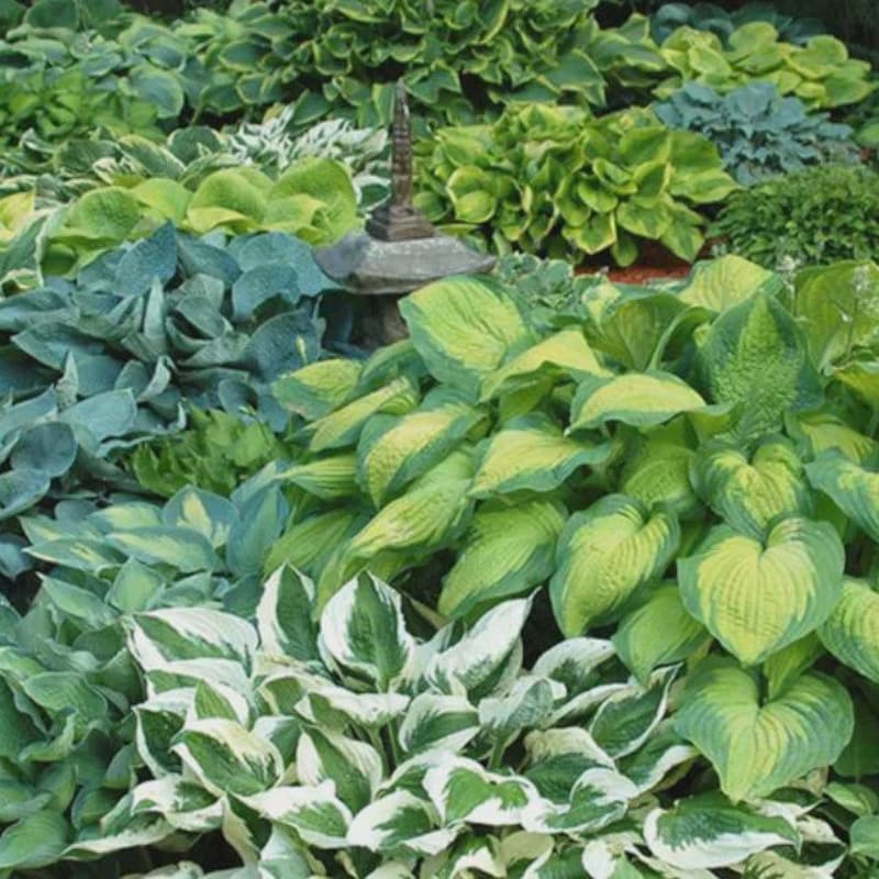 Rainbow Hosta Plants - Etsy
