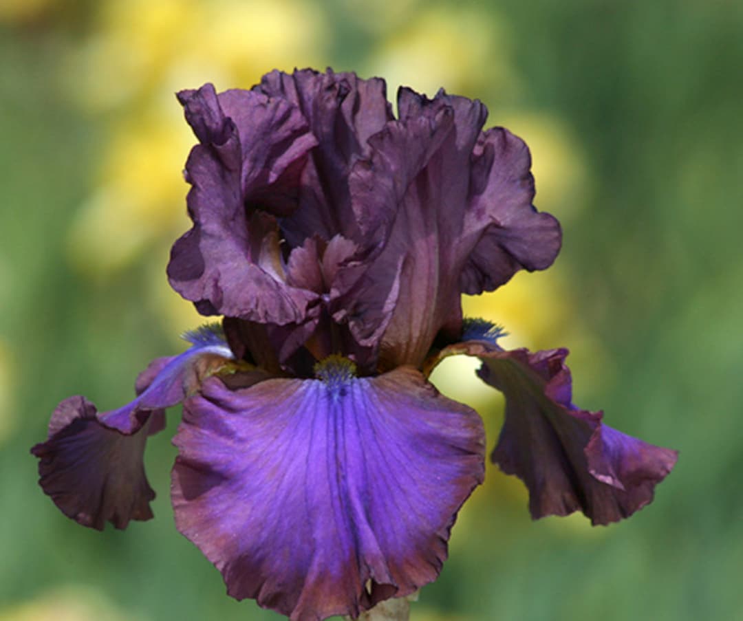 2 Healthy Cantina Purple Passion Bearded Iris. Perfect Time to Plant ...