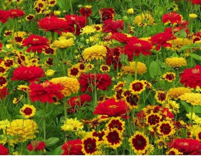 5 Mixed Coreopsis Starter Perennials. Loves Sun. Super Easy to Grow ...