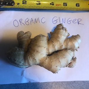 Organic Edible Ginger Roots. Perfect. Super Fresh. Super Healthy. - Etsy