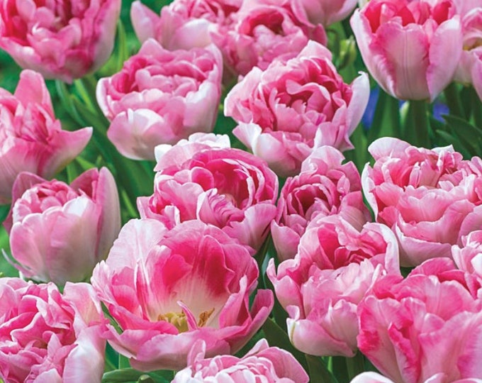 6 Fragrant Double Rose Perennial Tulip Bulbs for Sale Angelique ...