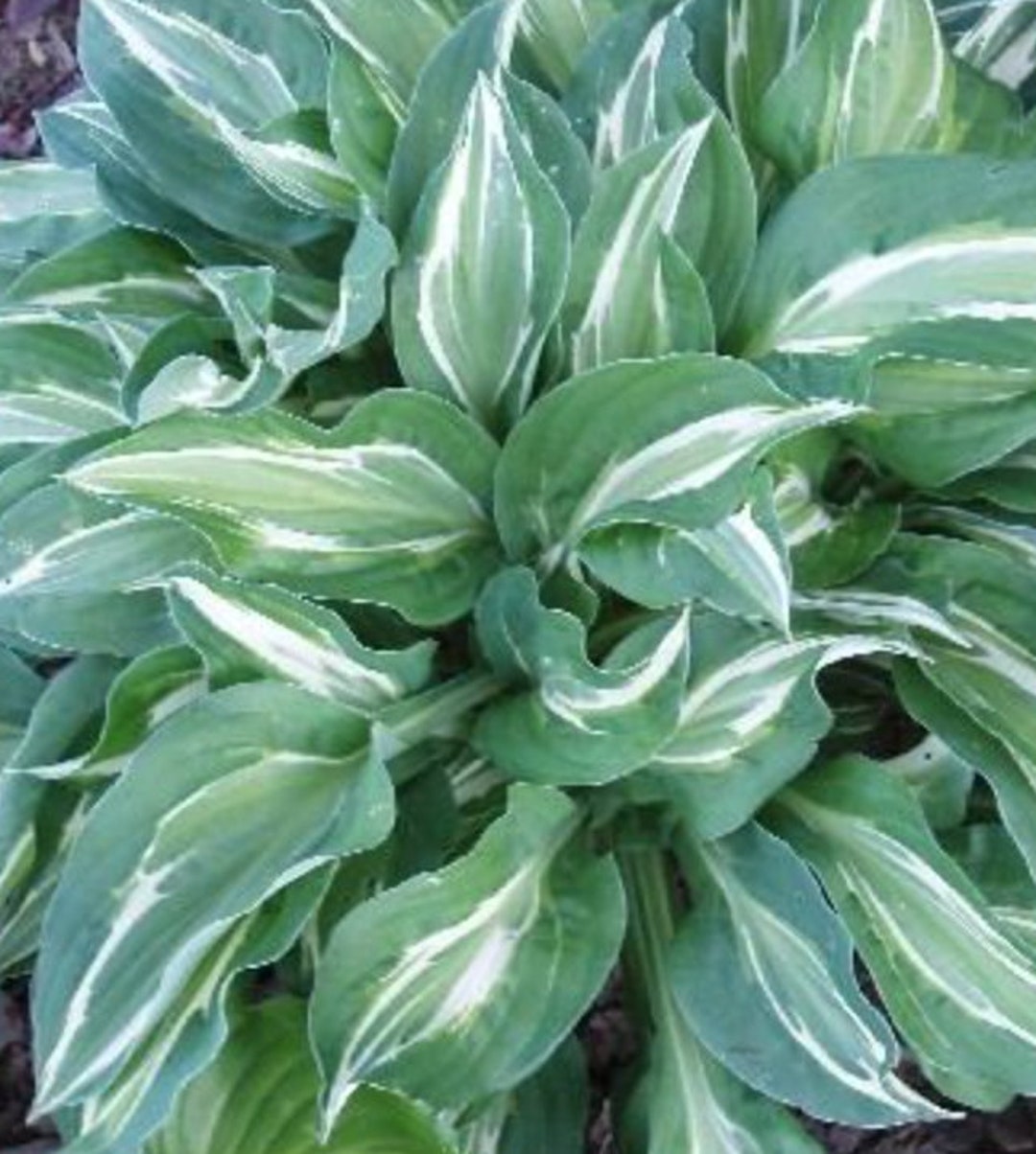 10 Mixed Starter Hostas. Shipped Trimmed and Ready for Planting. Loves ...