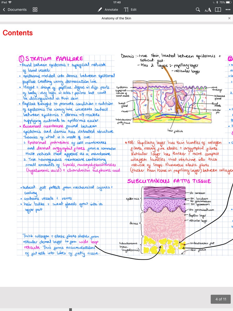 Anatomy of the Skin Handwritten dermatology study notes | Etsy