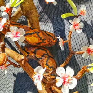 Reticulated Python,snake Wood on Almond Branch,almond Flower,realistic ...