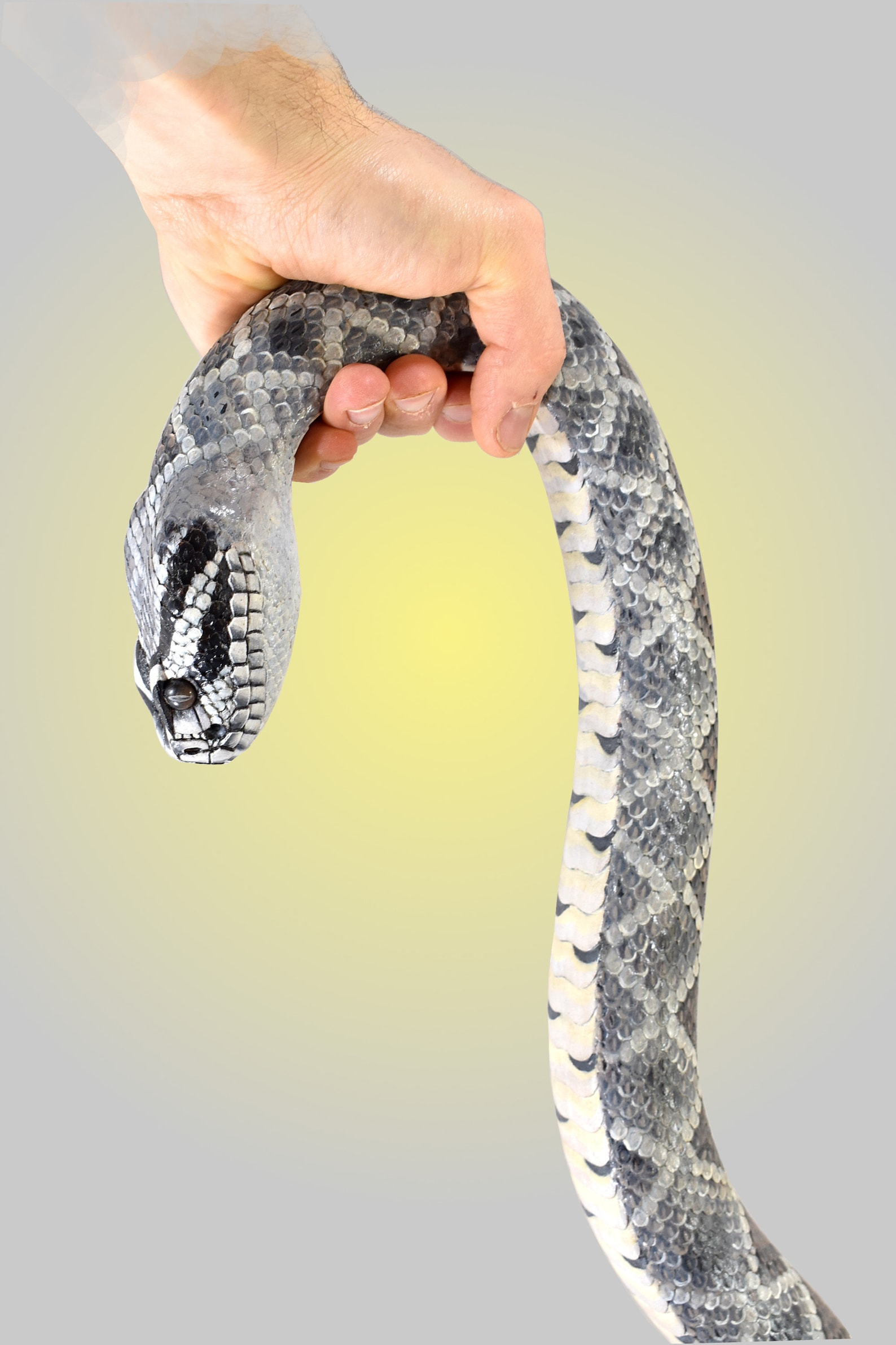 Diamondback Rattlesnake Wooden Walking Cane Full Body,hand Carved Cane ...