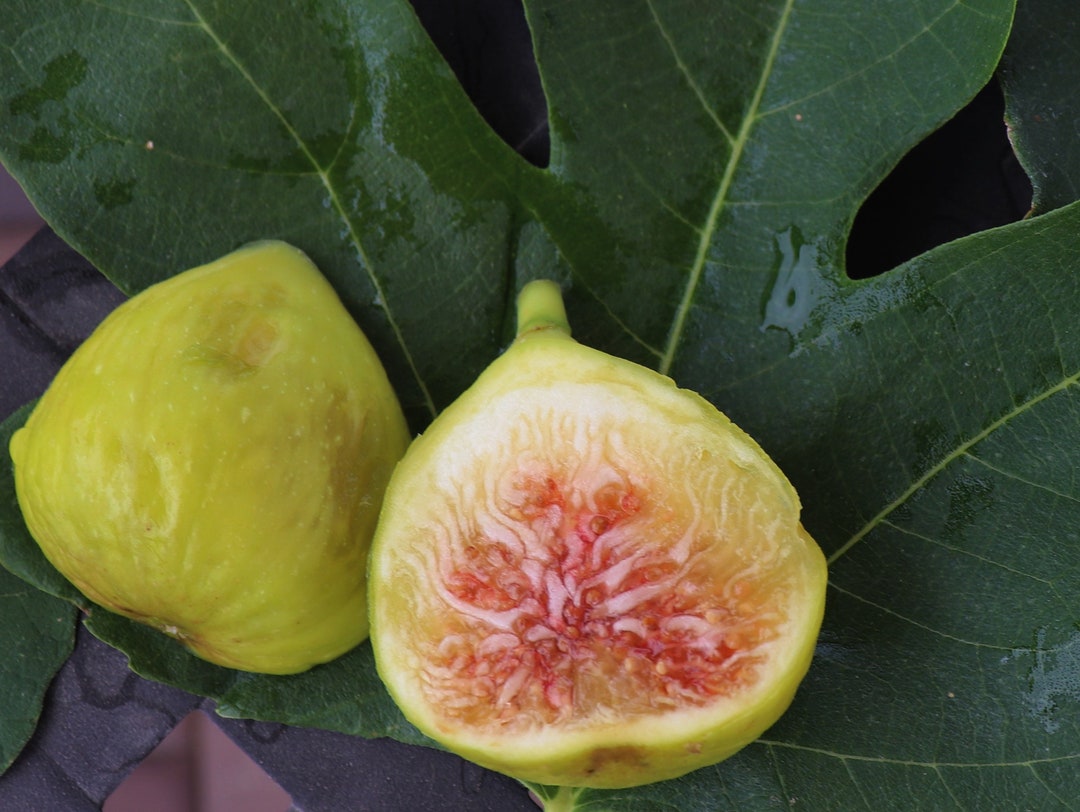 Atreano Fig Cutting x 2 - Etsy