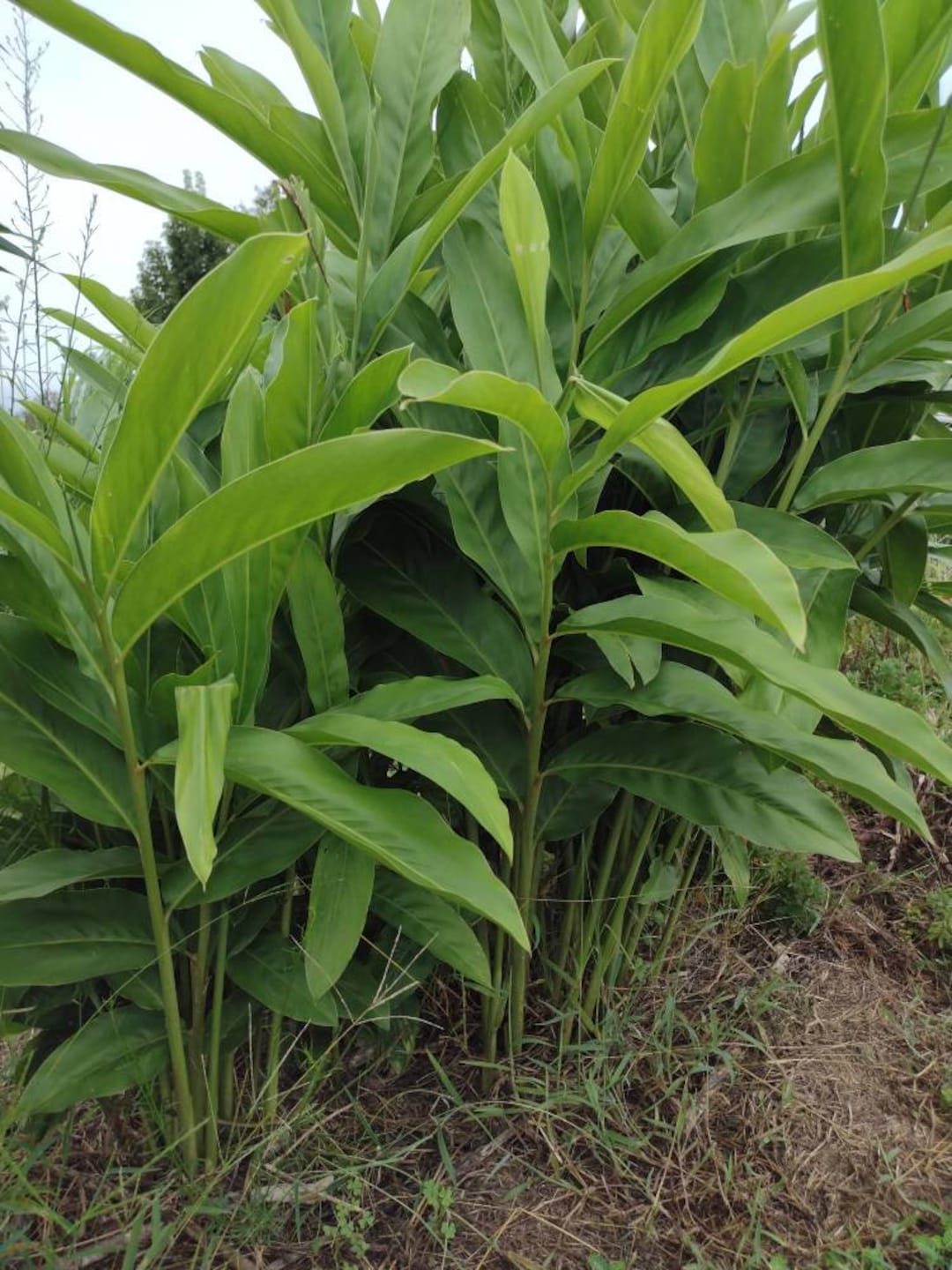 USA Grown Organic Thai Ginger Root. Galangal - Etsy
