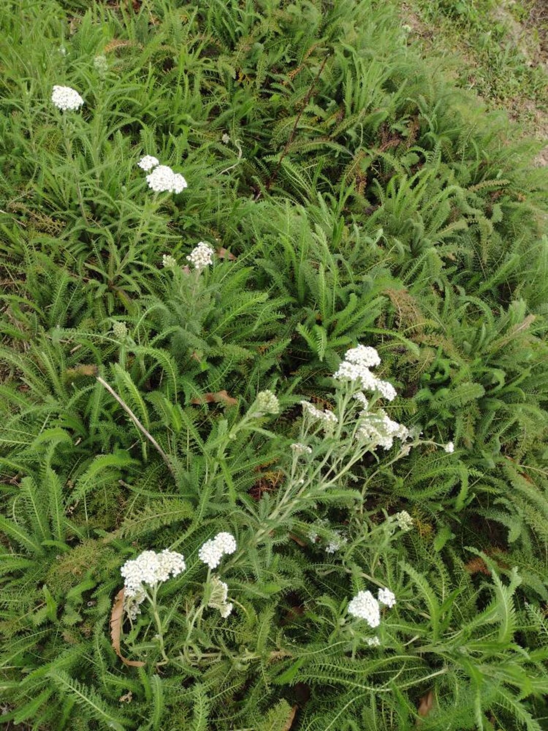 Yarrow Plant. Natural Fertilizer. Medincal Plants. Teas. Permaculture ...