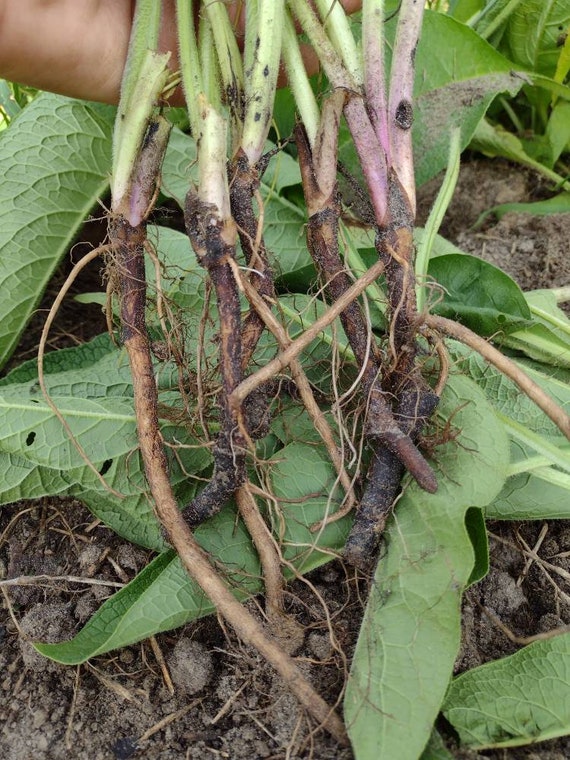 Beyond Organic Comfrey Root With Leaves. 3 Plants per Order - Etsy
