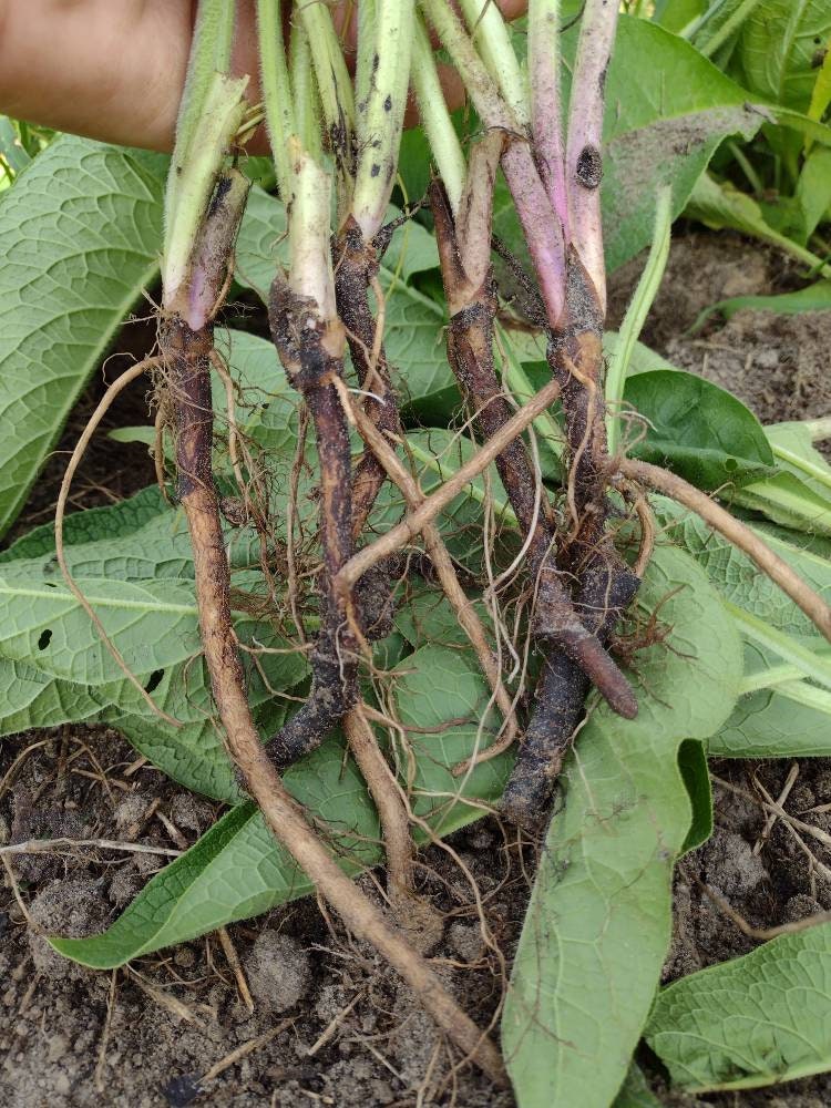 Comfrey Plant Roots