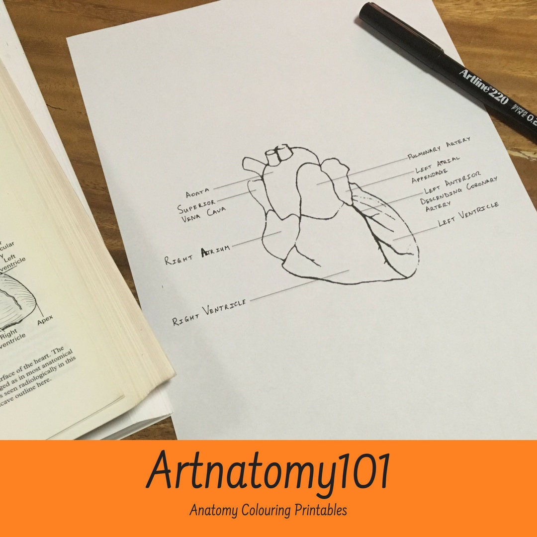Heart 101 Anterior Heart Anatomy Colouring Printable Study Aid - Etsy