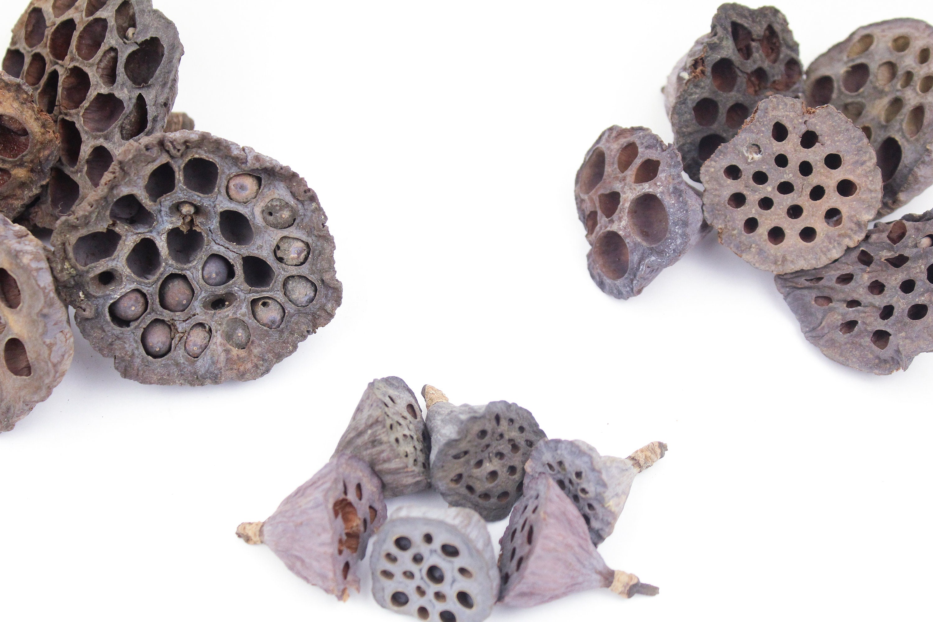 Dried Lotus Pods Dried Lotus Head Natural Lotus Pods | Etsy