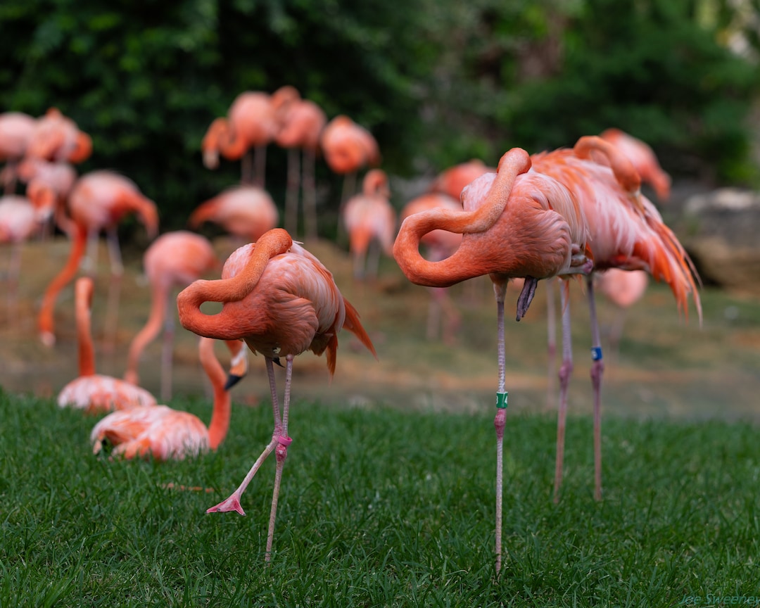 Flamingos - Etsy