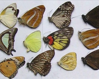 Insect collection | Etsy