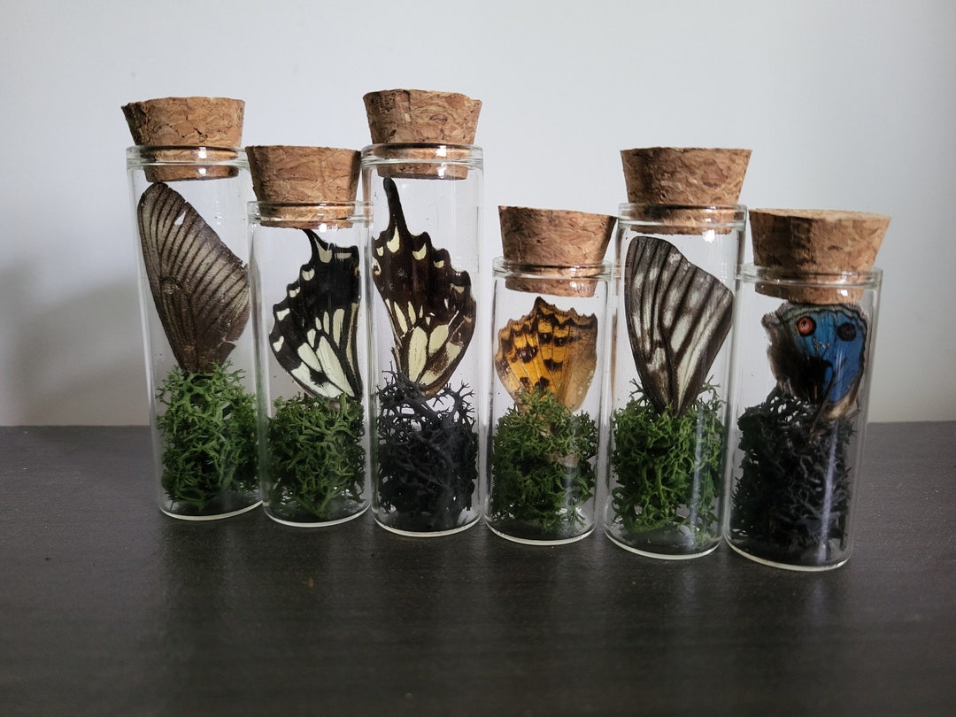 Real Butterfly Wing in Glass Vial | Nature Jewelry | Ethereal Keepsake ...