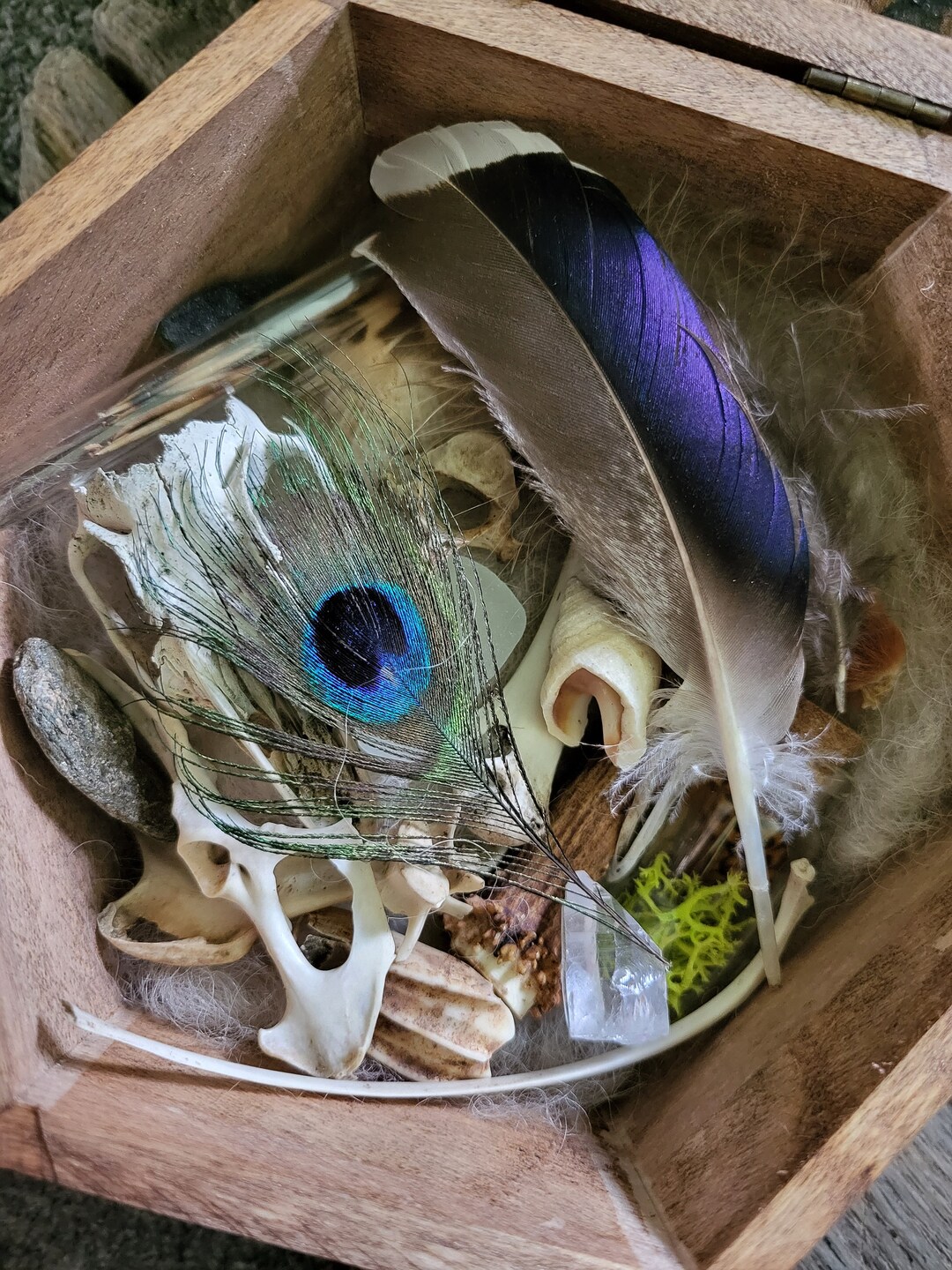 Curiosity Cabinet Curiosity Collection Natural History - Etsy