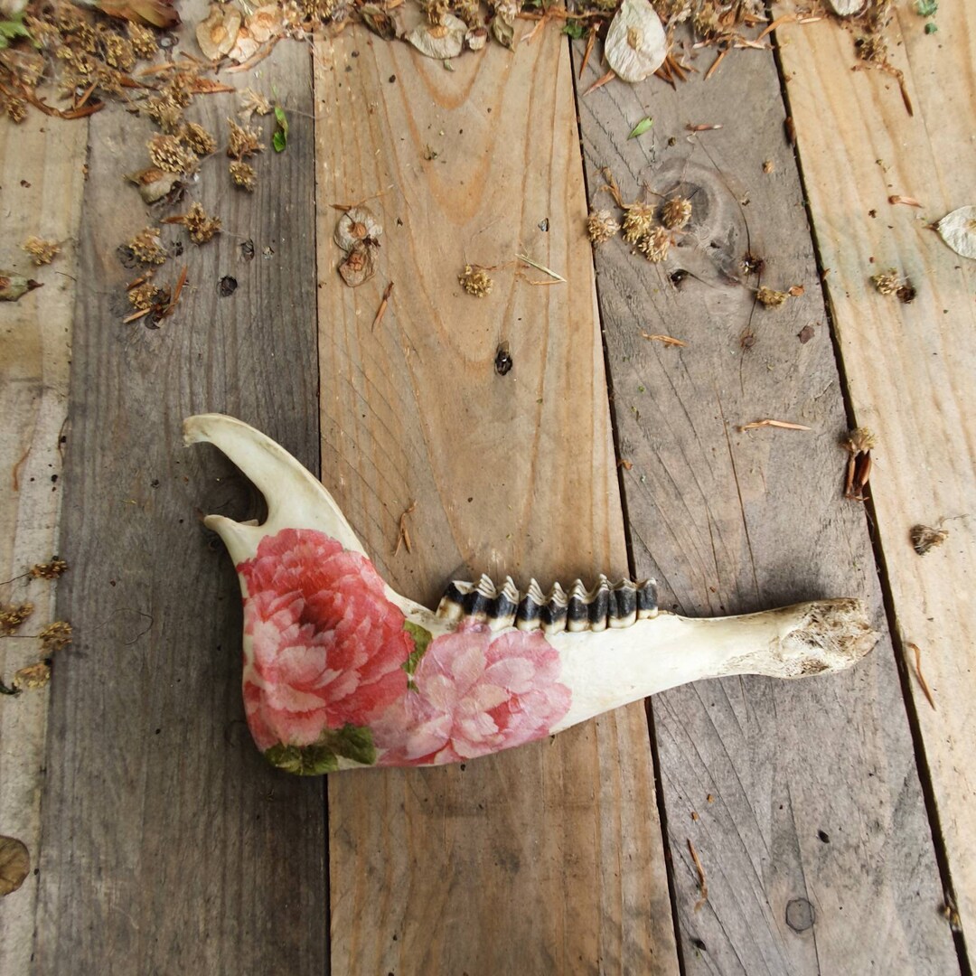 Sheep Jaw Art, Jaw Bone, Bone Decor, Freestanding Jaw, Taxidermy ...
